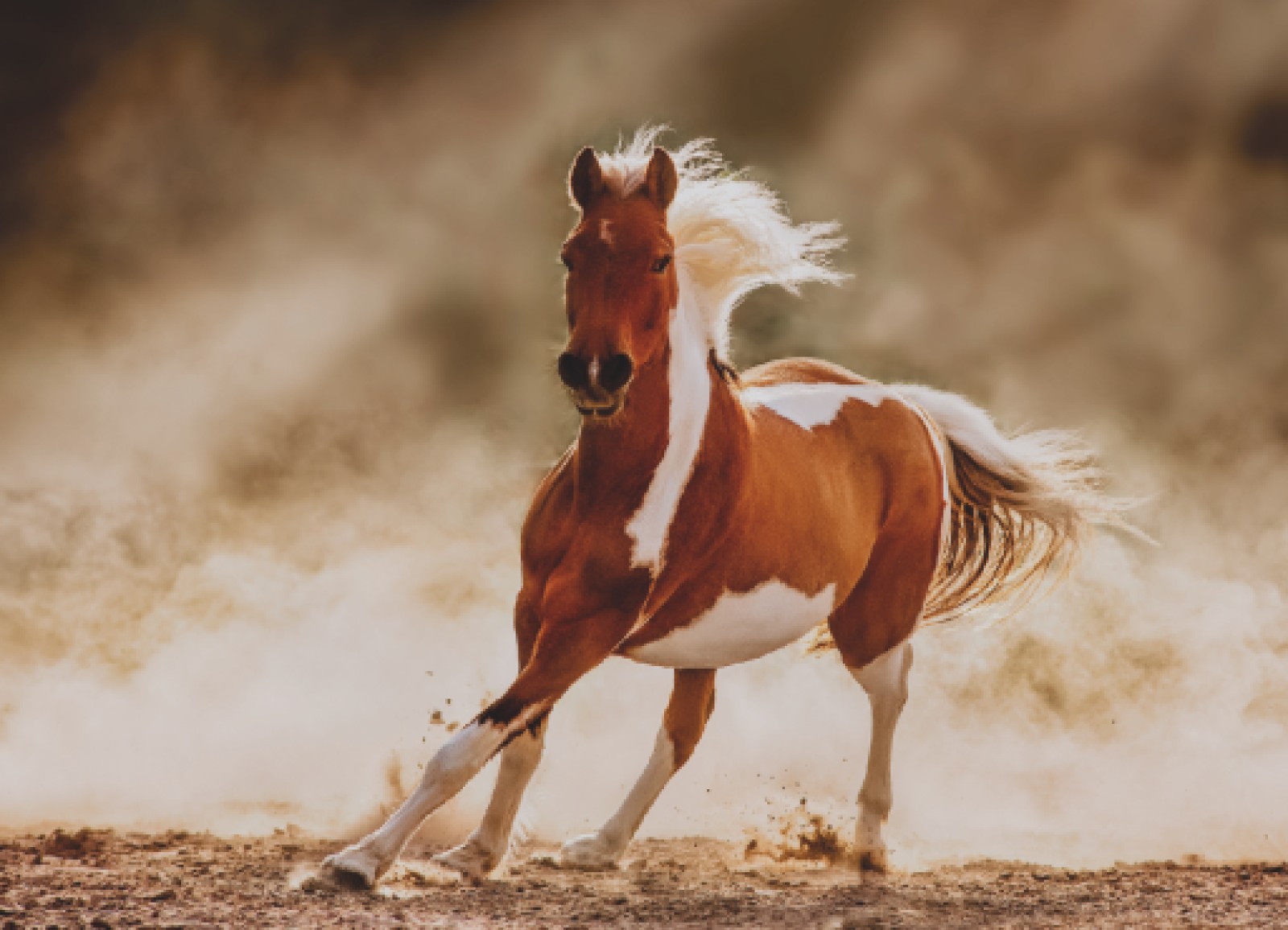 Pinto Horse Running