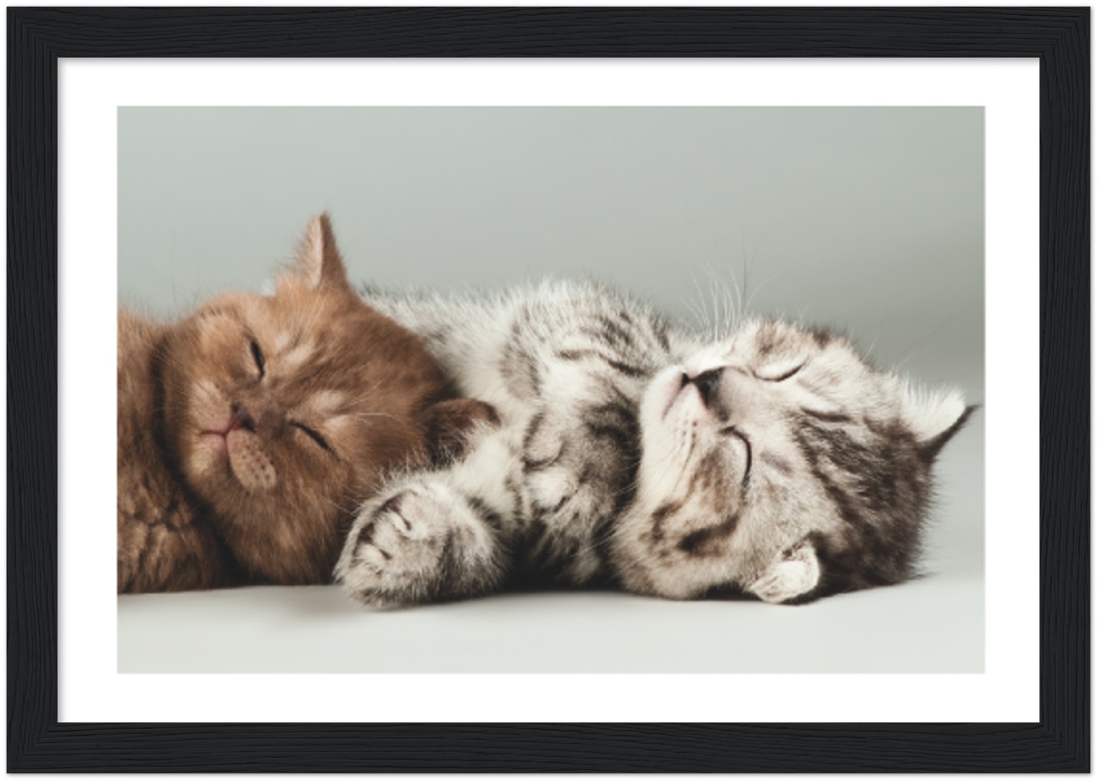 Snoozing Kittens | Poster | Optimalprint