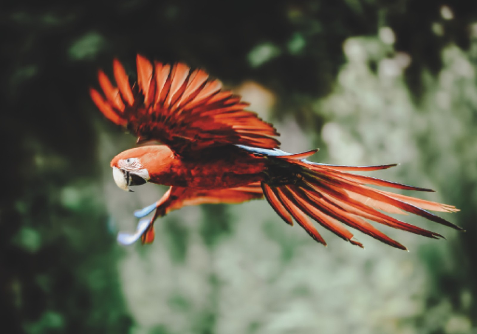 Rainforest Parrot Flying